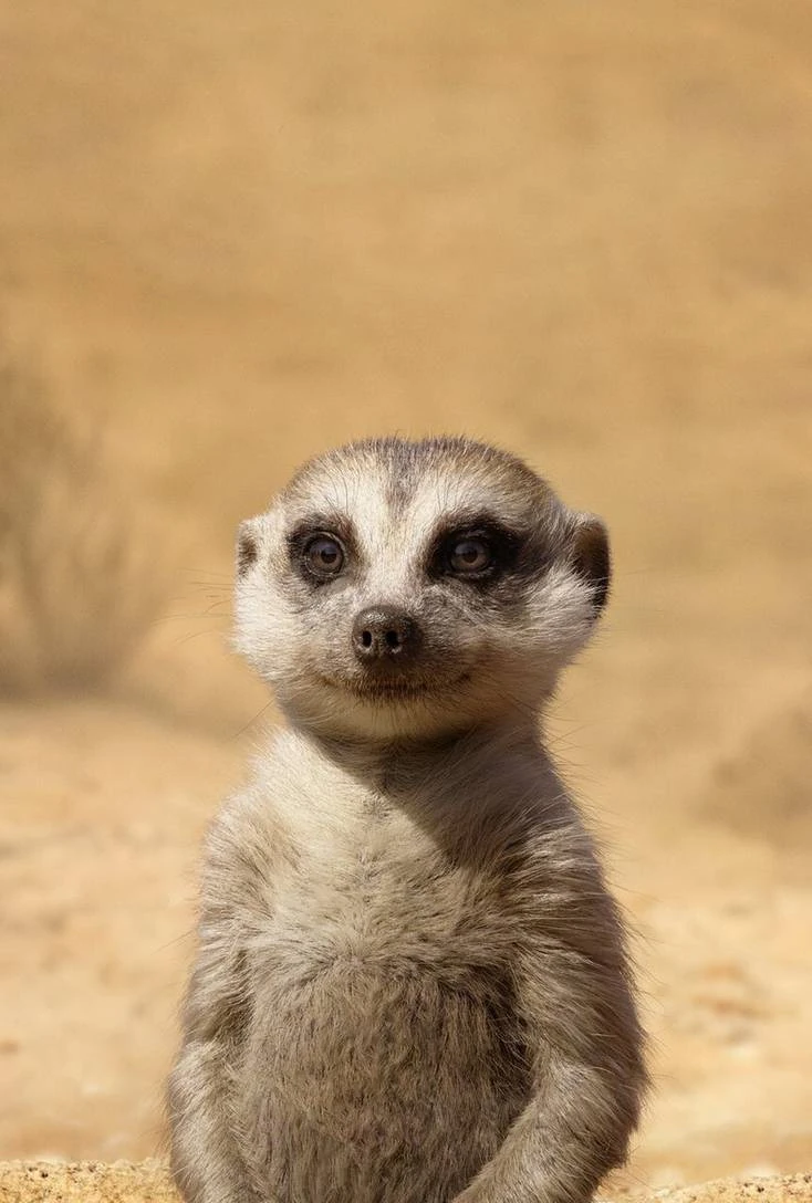 Timon (2019) | Heroes Wiki | Fandom