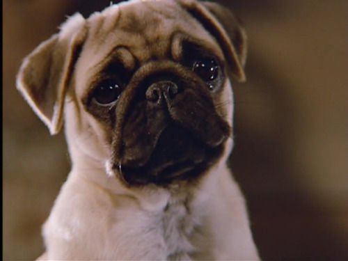 Otis (The Adventures of Milo and Otis) | Heroes Wiki | FANDOM powered ... Otis (The Adventures of Milo and Otis) | Heroes Wiki | FANDOM powered ...