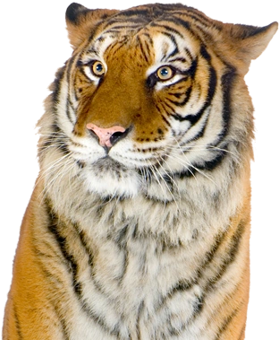 Giant Realistic Flying Tiger | Heroes Wiki | Fandom