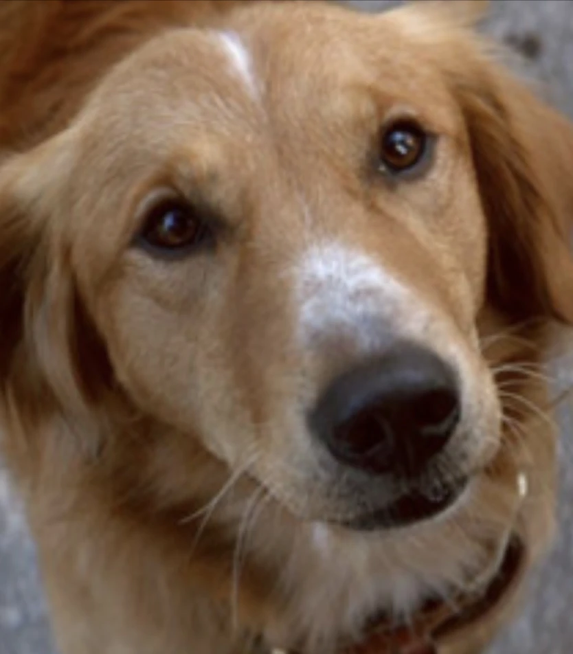 Bailey (A Dog’s Purpose) | Heroes Wiki | Fandom