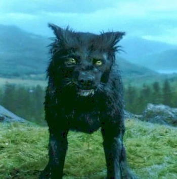 Sirius Black | Heroes Wiki | FANDOM powered by Wikia