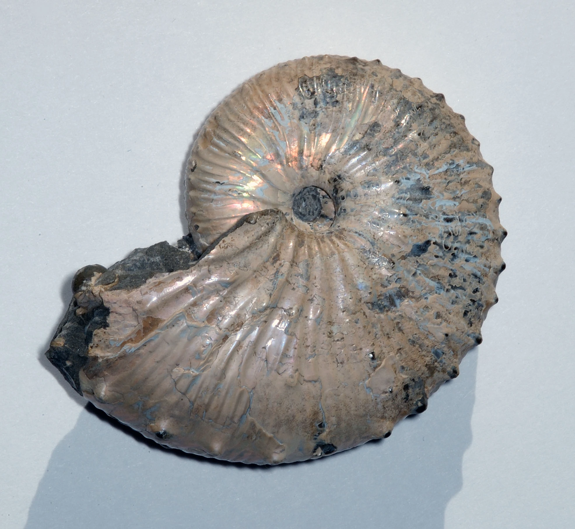 Ammonoid | Paleontology Wiki | FANDOM powered by Wikia
