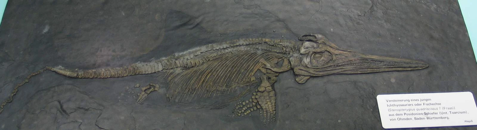 Ichthyosaur | Paleontology Wiki | Fandom
