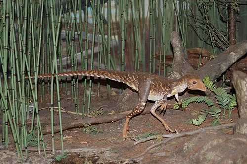 Coelurosauria | Paleontology Wiki | Fandom