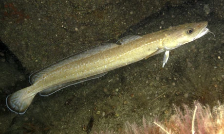 Common Ling | The Parody Wiki | FANDOM powered by Wikia