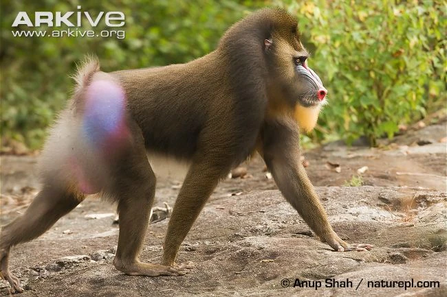 Mandrill The Authentic Dd Wiki