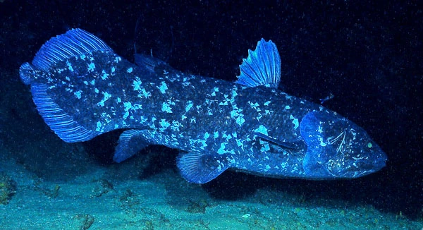 West Indian Ocean Coelacanth | The Parody Wiki | FANDOM powered by Wikia