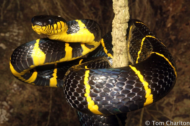 Mangrove Snake | The Parody Wiki | FANDOM powered by Wikia