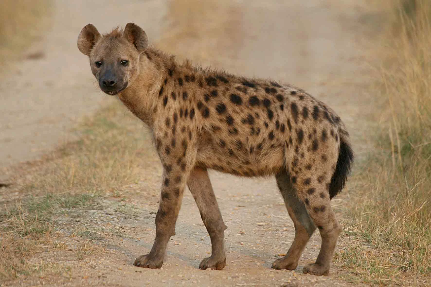 Spotted Hyena | The Parody Wiki | FANDOM powered by Wikia