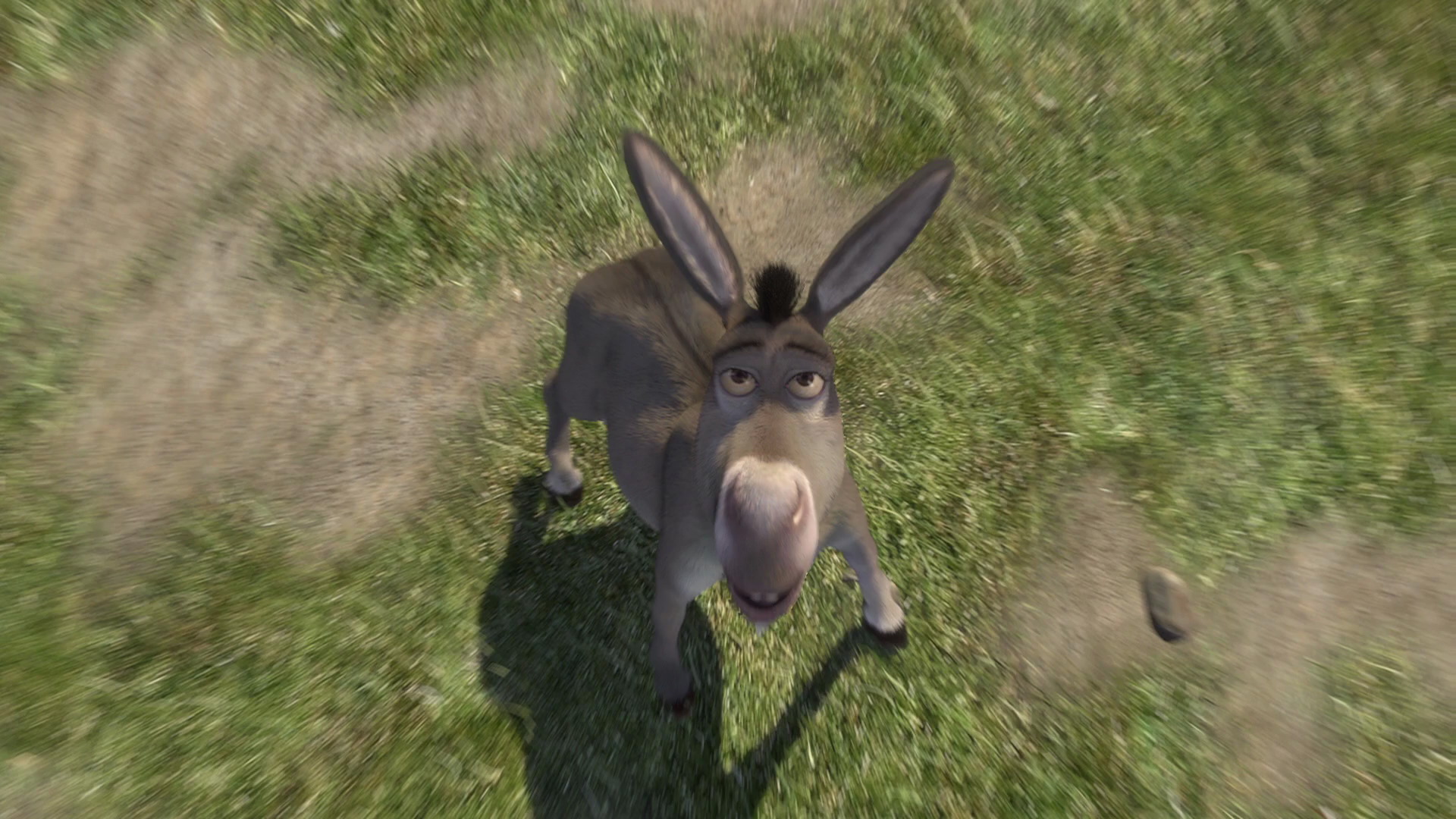 Donkey Shrek Animaerockz Wiki Fandom - vrogue.co Donkey Shrek Animaerockz Wiki Fandom - vrogue.co