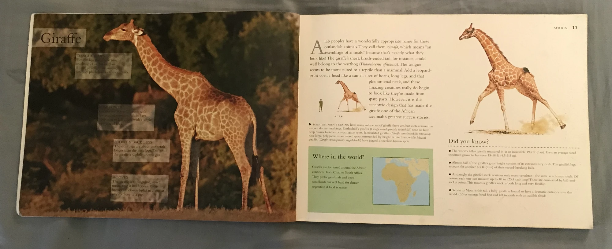 List of Species in Amber Books | The Parody Wiki | Fandom