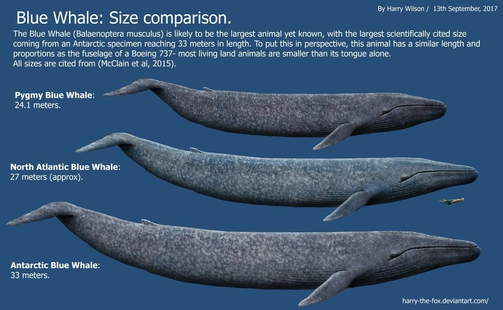 Image - Blue-whale-size-chart-by-harry-the-fox-on-deviantart-with ...