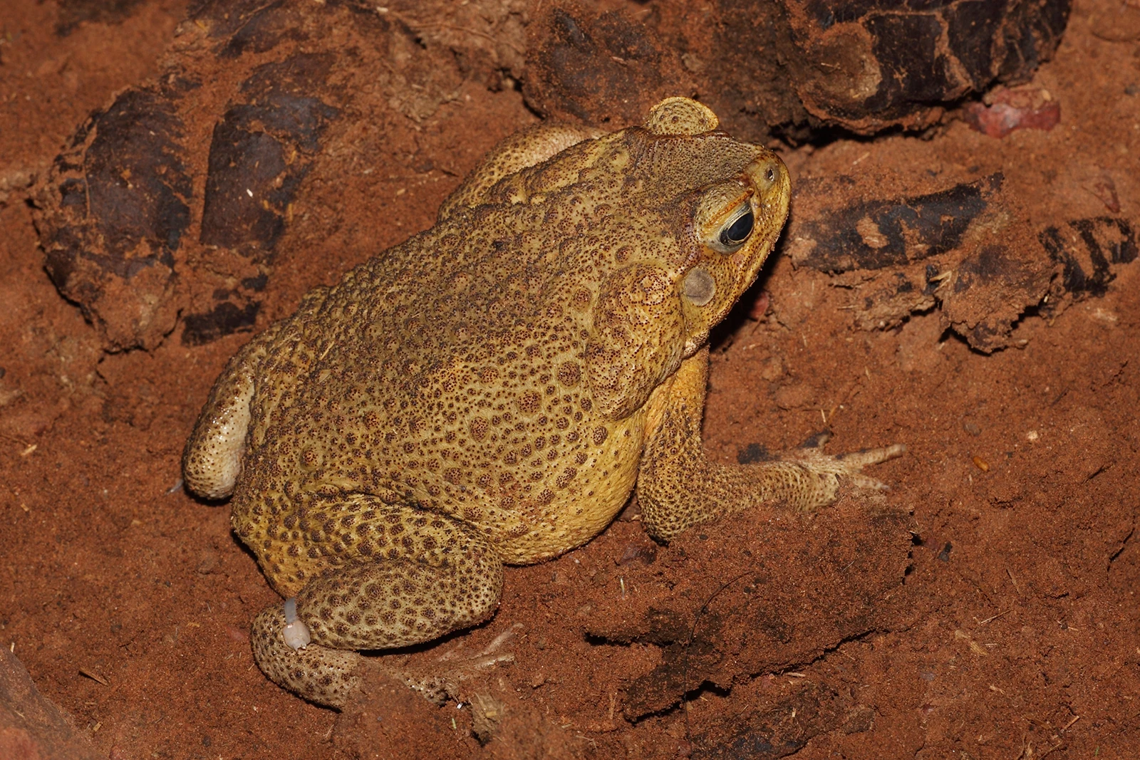 Cane Toad | The Parody Wiki | FANDOM powered by Wikia