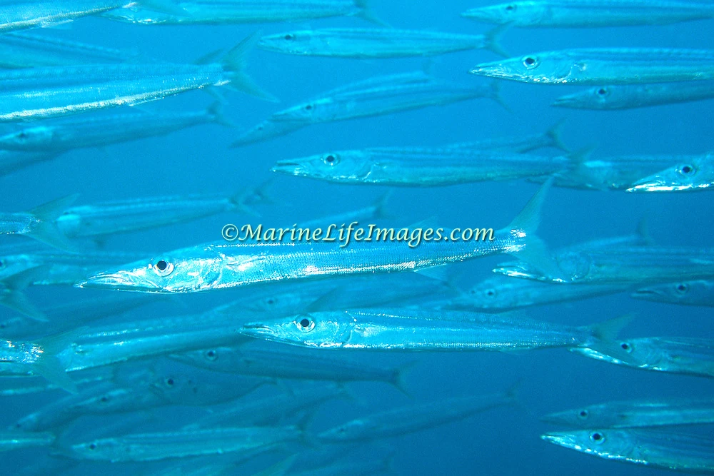 Southern Sennet | The Parody Wiki | Fandom