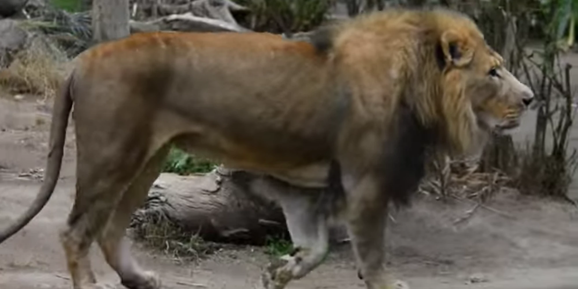 Wild Animals, Inc. (NatureRules1 and GavenLovesAnimals Style) | The ...