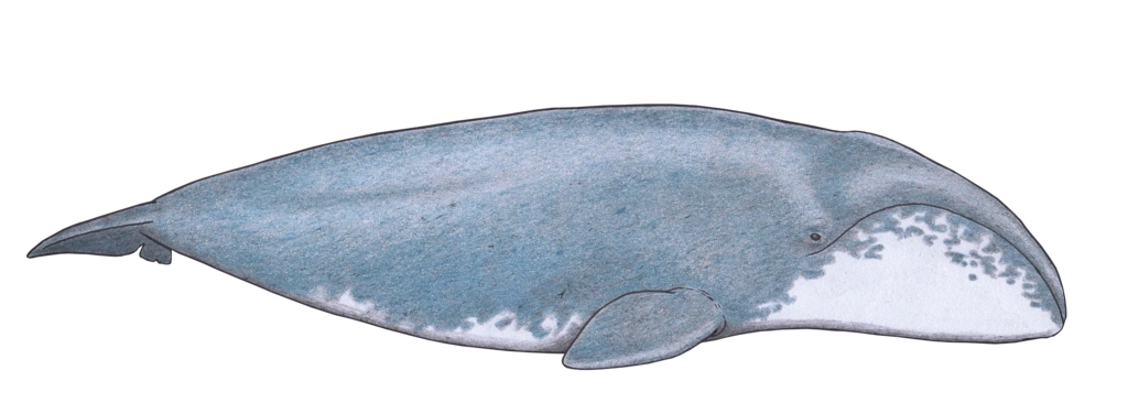 Balaenula balaenopsis