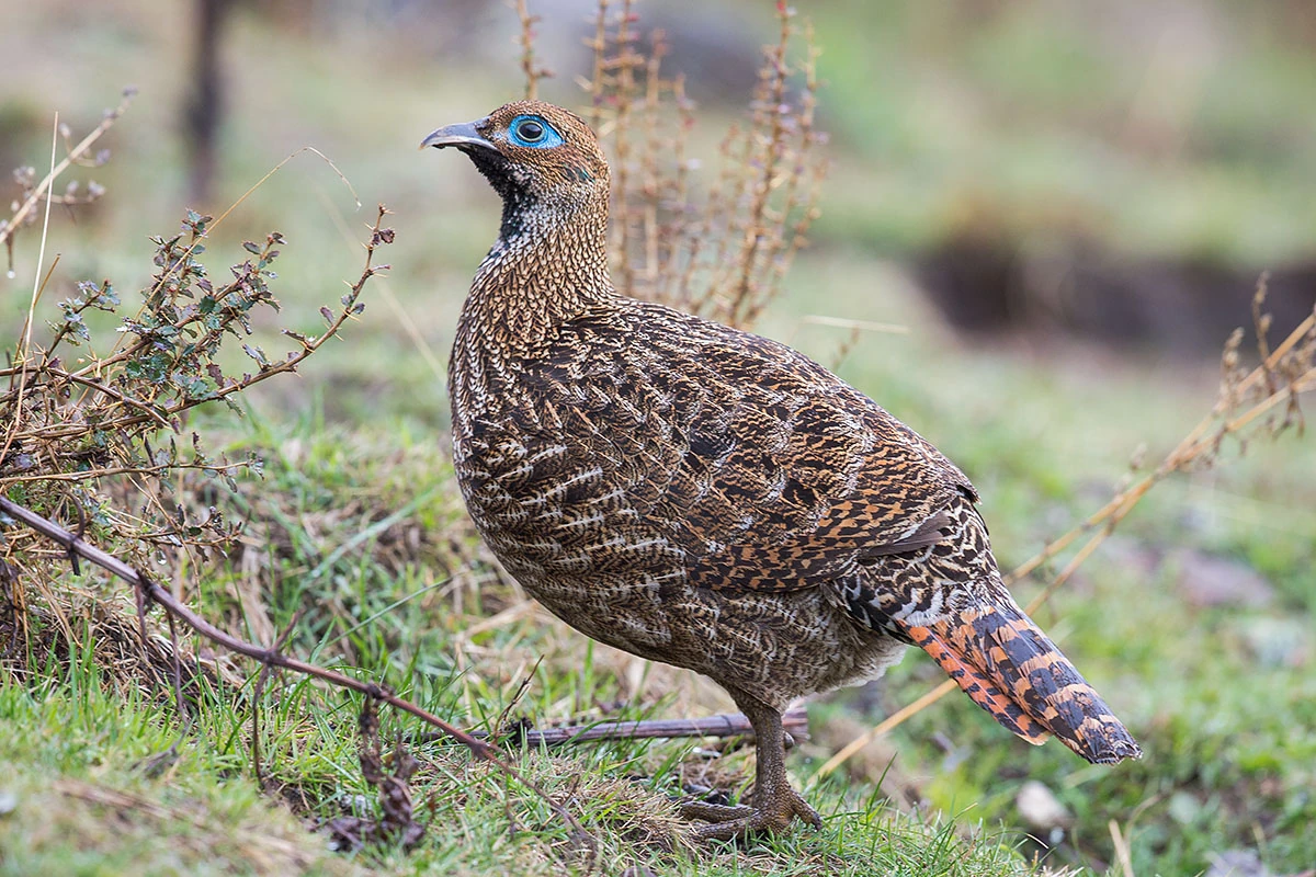 Image - Himalayan-monal-130429-107eos1d-fy1x3683.jpg | The Parody Wiki ...