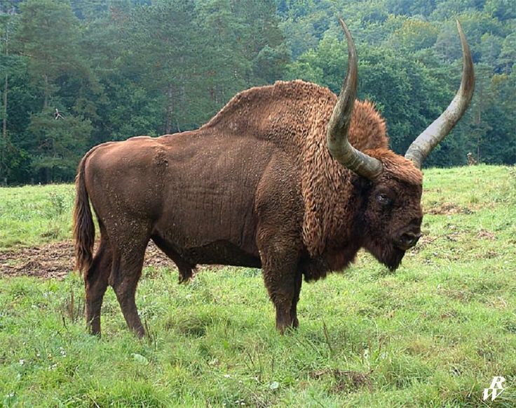 Giant Bison The Parody Wiki FANDOM Powered By Wikia giant-bison-the-parody-wiki-fandom-powered-by-wikia