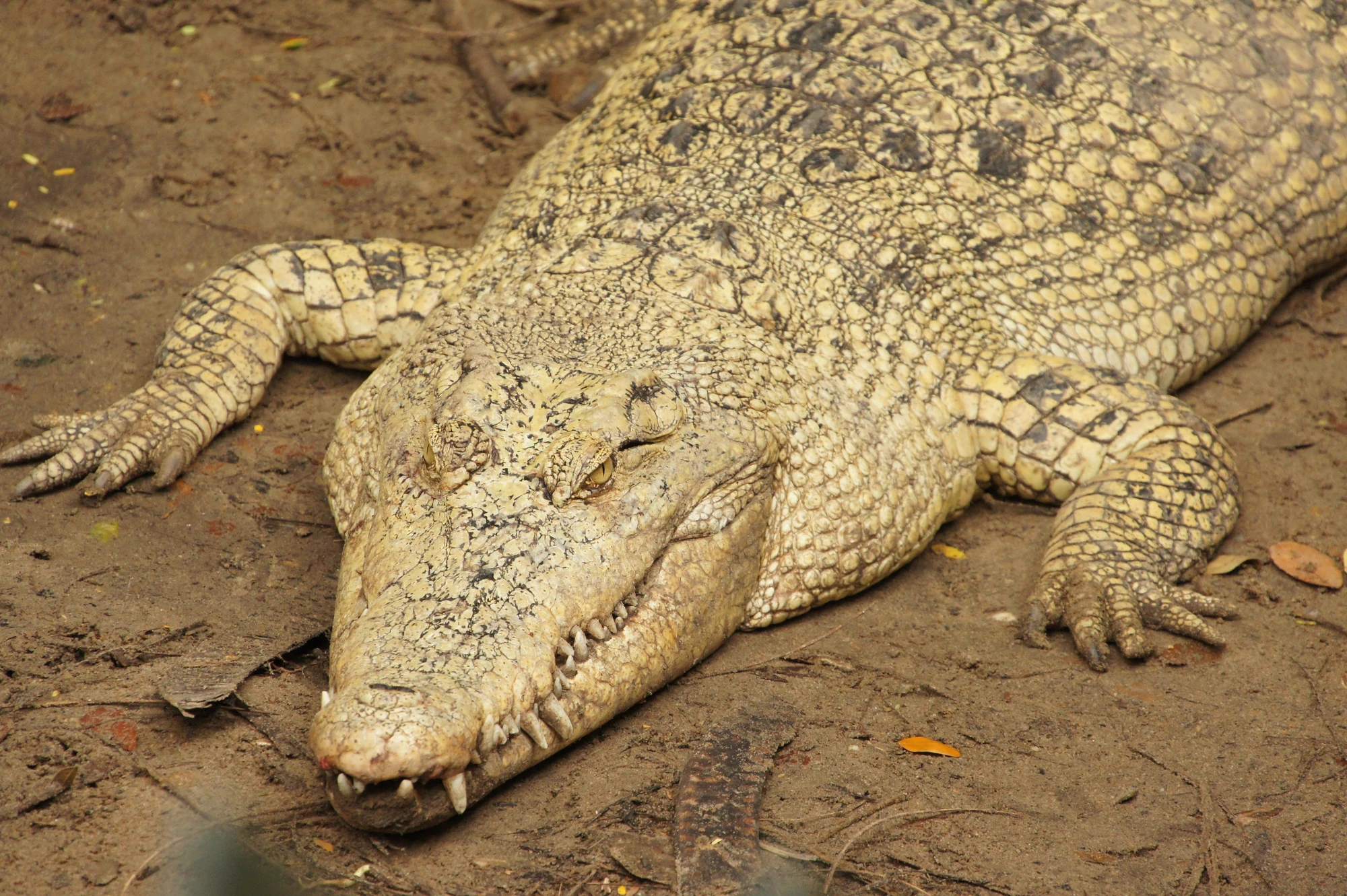 Southern Nile Crocodile | The Parody Wiki | Fandom