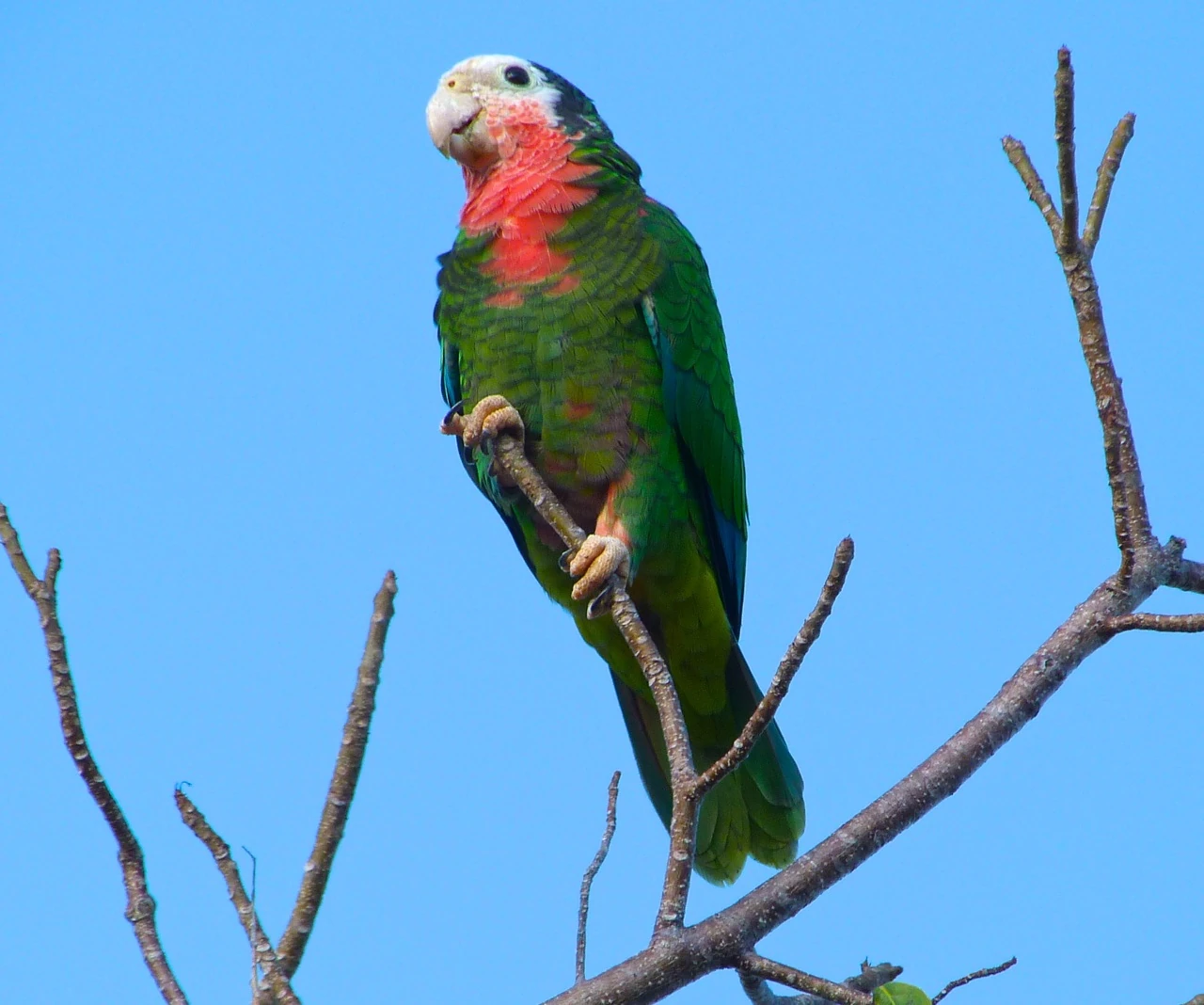 Cuban Parrot | Parrots Wiki | FANDOM powered by Wikia