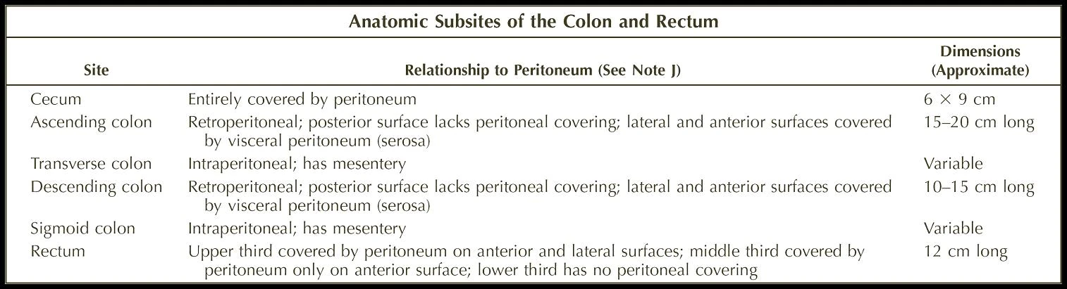 Rectum | Pathology Resident Wiki | Fandom