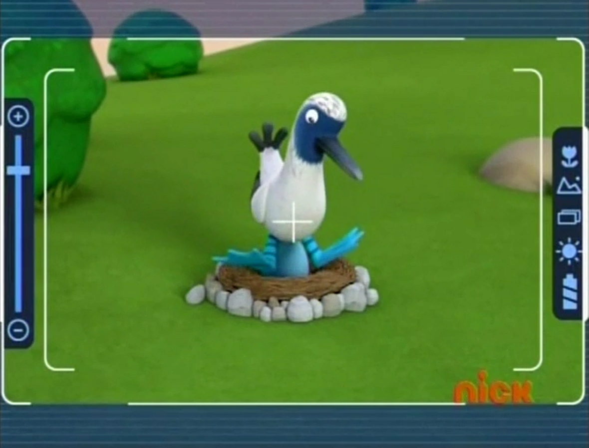 Blue-footed booby bird/Trivia | PAW Patrol Wiki | Fandom
