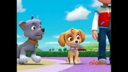 Pups Save a Wedding/Gallery | PAW Patrol Wiki | FANDOM powered by Wikia