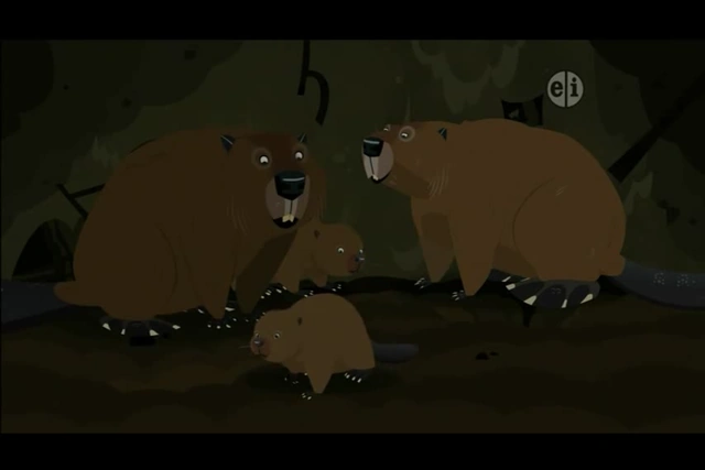 North American Beaver/ Gallery | PBS Kids Animals Wiki | Fandom