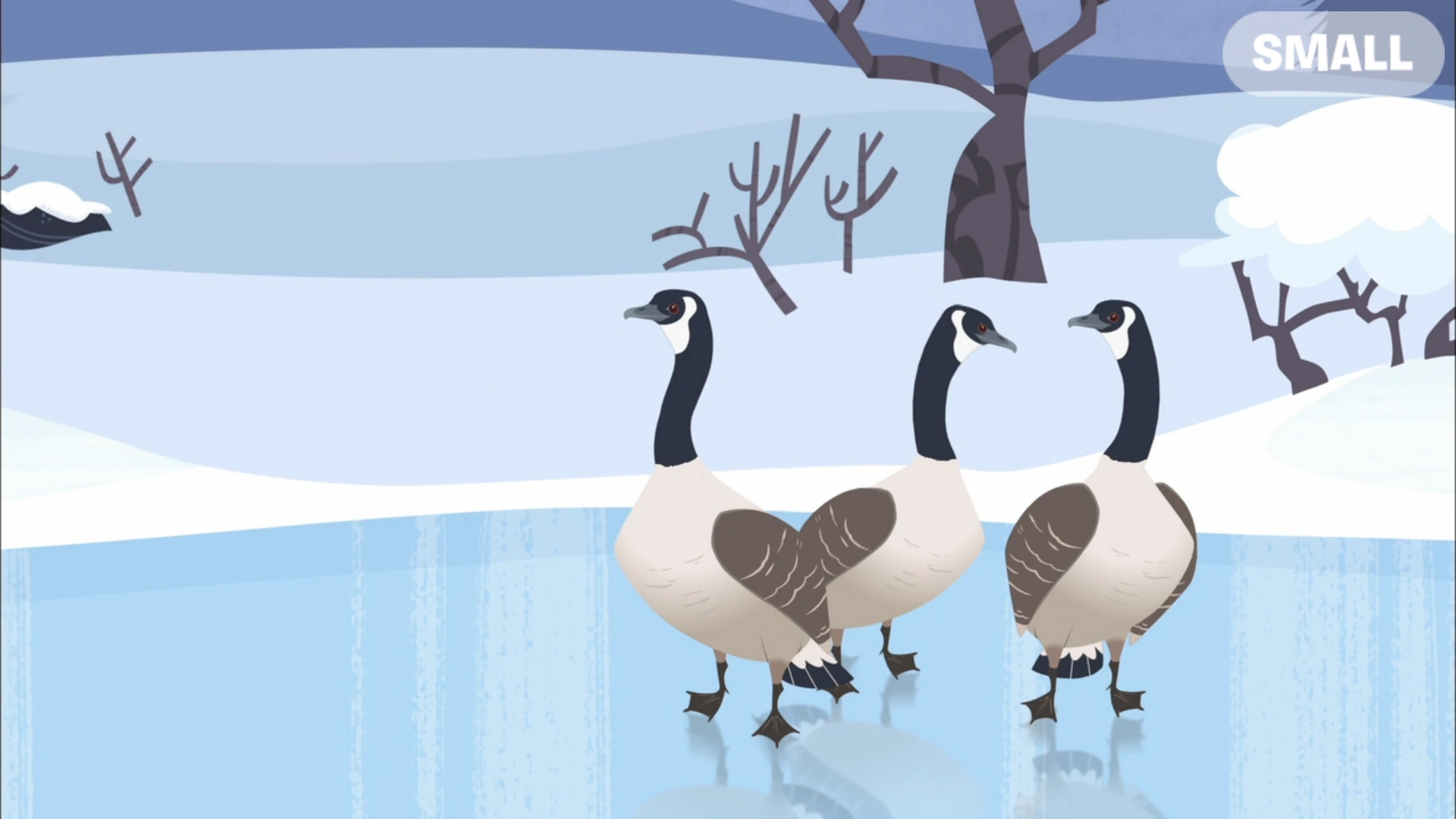 Canada Goose/ Gallery | PBS Kids Animals Wiki | Fandom