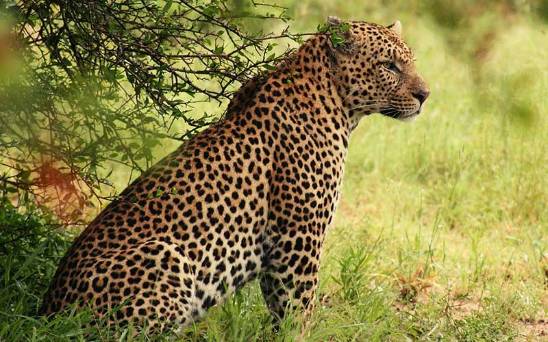 Leopardo | Peligro Wiki | Fandom