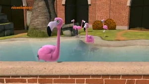 Flamingo Habitat | Madagascar Wiki | Fandom