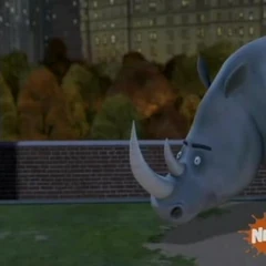 Roy/Photos | Madagascar Wiki | Fandom