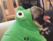 Maya | PewDiePie Wiki | Fandom