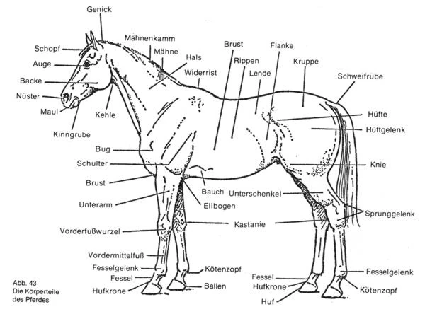 Bild - Pferdteil-1-.jpg | Pferde Wiki | FANDOM powered by Wikia