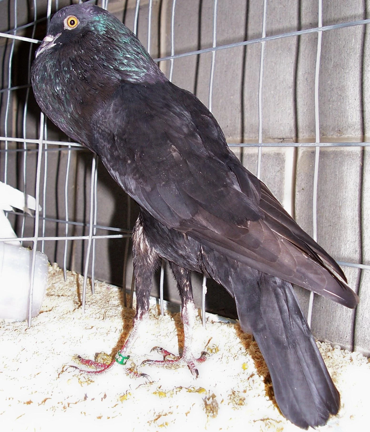 Brunner Pouter | Pigeon Wiki | Fandom