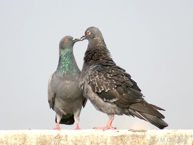 Rock Pigeon | Pigeon Wiki | FANDOM powered by Wikia