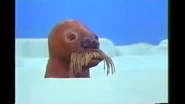 Giant Walrus | Pingu Wiki | FANDOM powered by Wikia