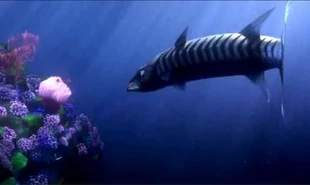 Barracuda | Pixar Wiki | FANDOM powered by Wikia
