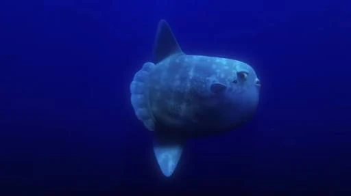 Sunfish "Charlie Back and Forth" | Pixar Wiki | FANDOM powered by Wikia