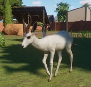 Springbok | Planet Zoo Wiki | Fandom