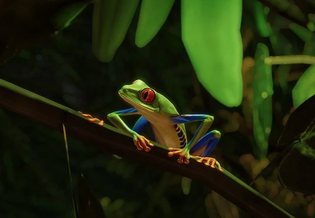 Red-Eyed Tree Frog | Planet Zoo Wiki | Fandom