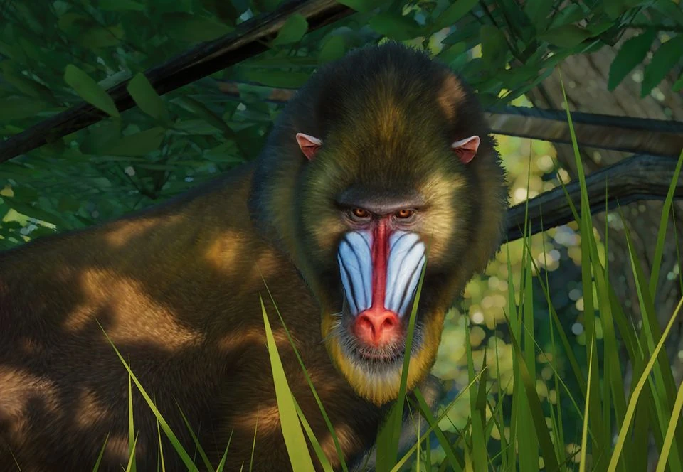 Mandrill | Planet Zoo Wiki | Fandom