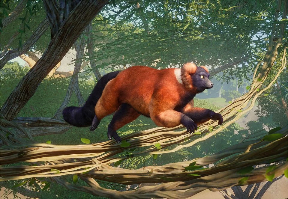 Red Ruffed Lemur | Planet Zoo Wiki | Fandom