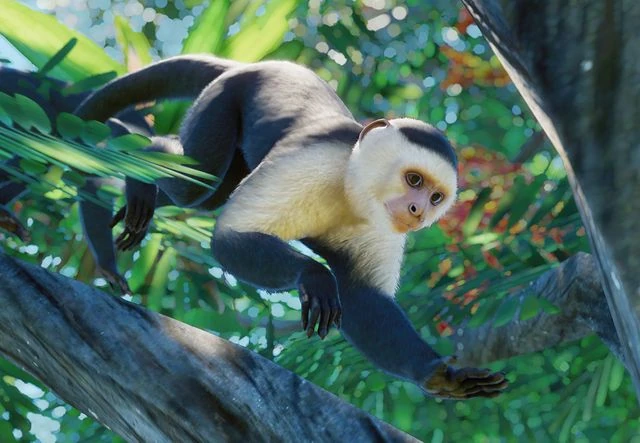 Colombian White-Faced Capuchin Monkey | Planet Zoo Wiki | Fandom