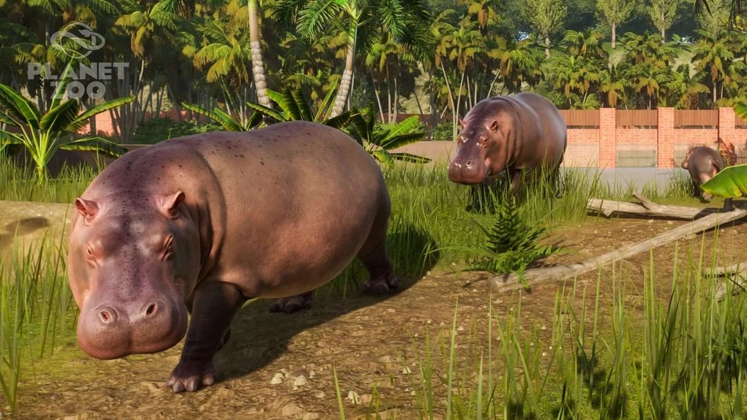 Hippopotamus | Planet Zoo Wiki | FANDOM powered by Wikia