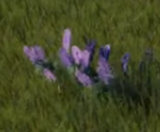 Alpine Phacelia | Planet Zoo Wiki | Fandom