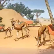 Springbok | Planet Zoo Wiki | FANDOM powered by Wikia