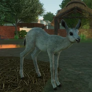 Springbok | Planet Zoo Wiki | Fandom