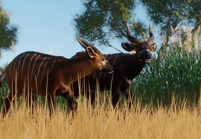 Bongo | Planet Zoo Wiki | Fandom