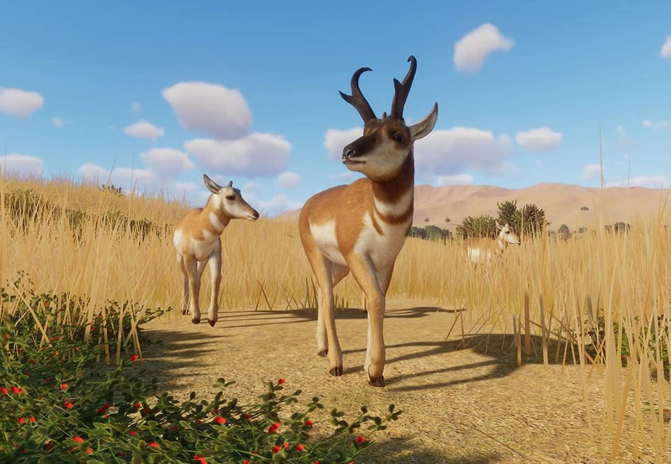 Pronghorn Antelope | Planet Zoo Wiki | Fandom